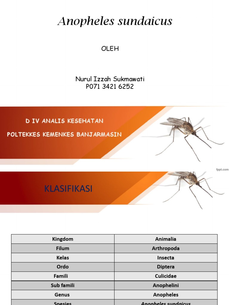Morfologi dan Habitat Anopheles sundaicus | PDF