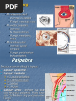 Anatomi Palpebra dan Strukturnya | PDF | Sains & Matematika