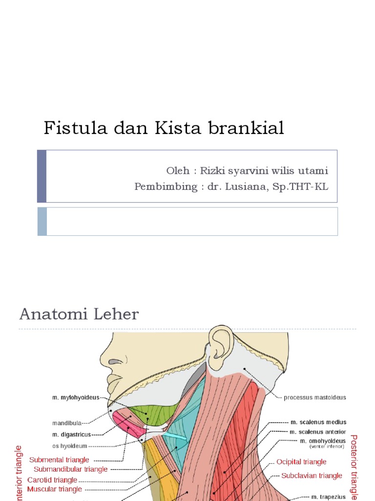 Kista Brankial Fix | PDF