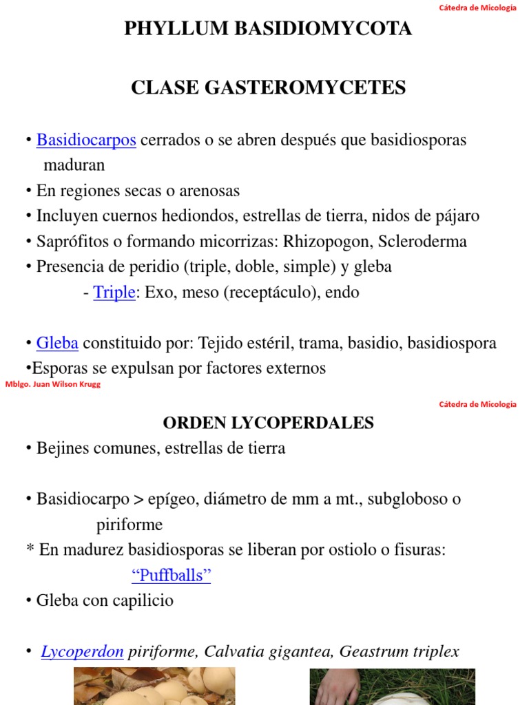 Clase Gasteromycetes Teliomycetes | PDF | Hongo | Nomenclatura botánica