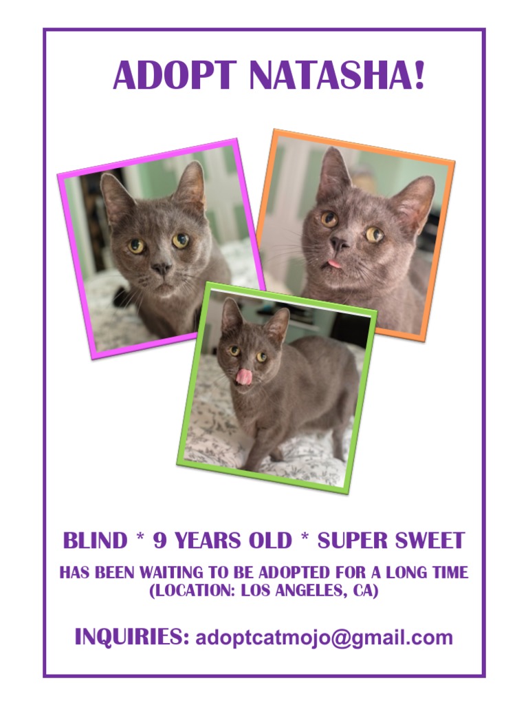 Adopt Natasha: Sweet Blind Cat, 9 Years | PDF