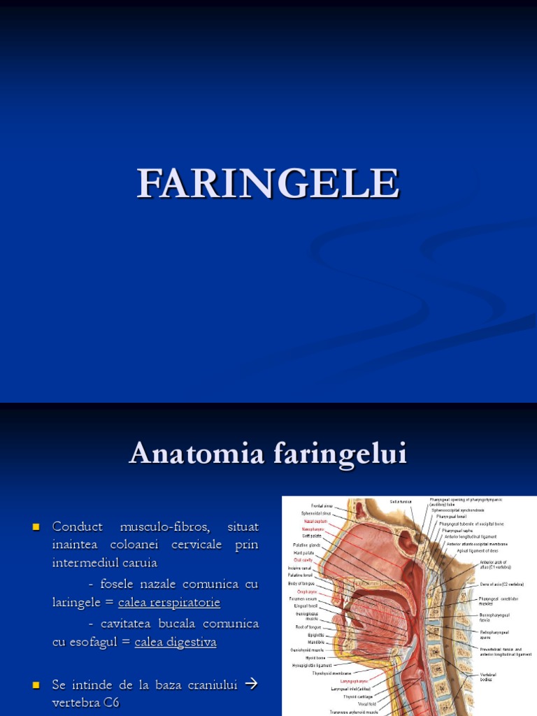 Faringe | PDF