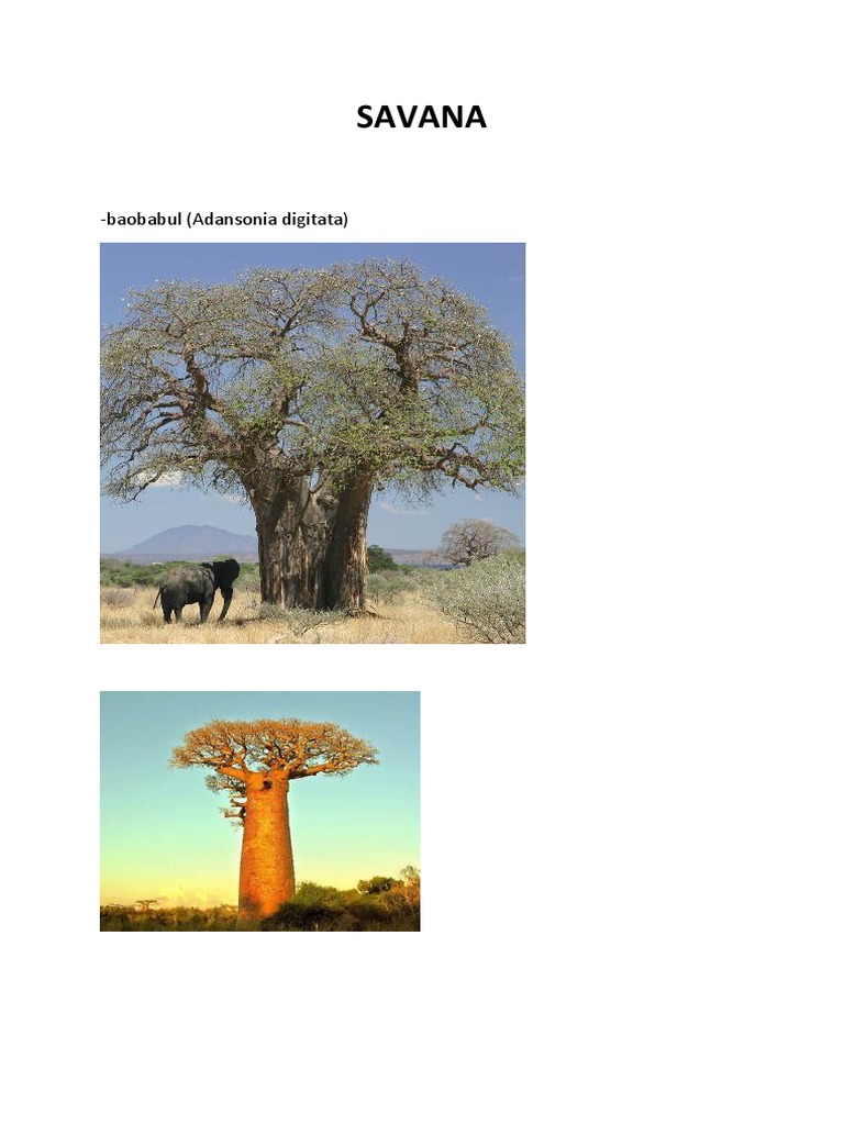 Fauna și Flora din Savana | PDF