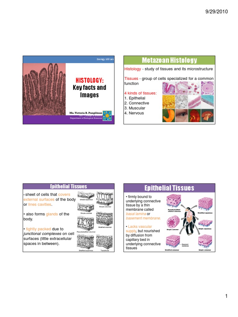 Overview of Basic Tissue Histology | PDF | Epithelium | Tissue (Biology)