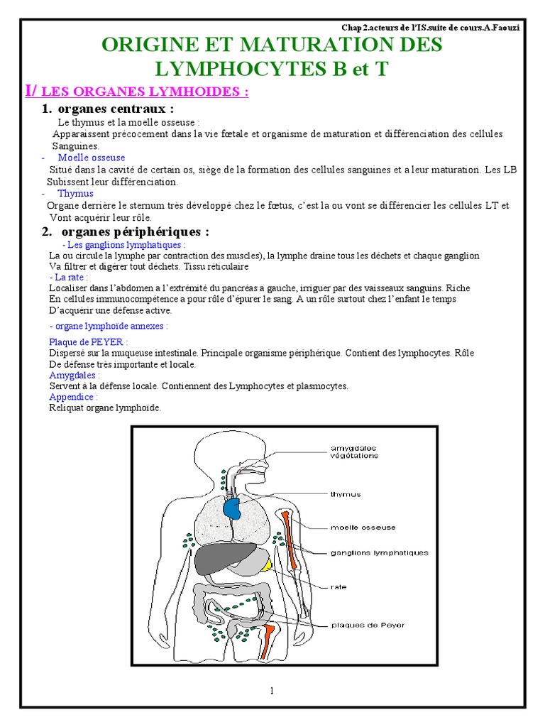 Origine et maturation des lymphocytes | PDF | Lymphocyte | Système ...