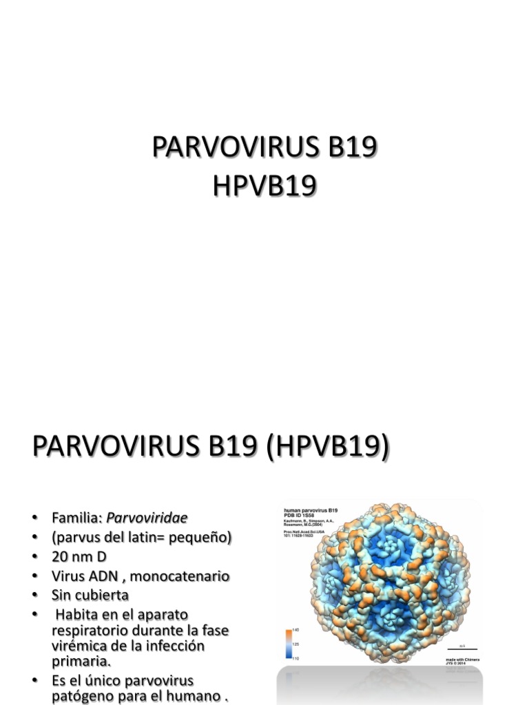 Parvovirus B19: Síntomas y Tratamiento | PDF | Infección | Virus