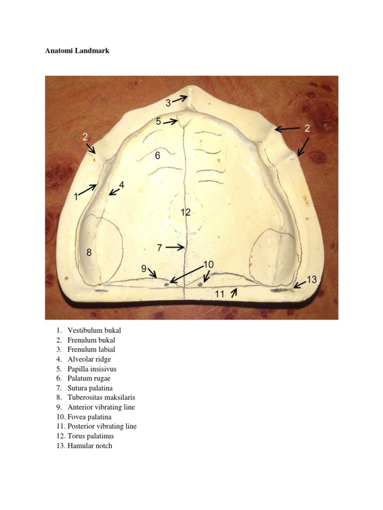 Anatomi Landmark | PDF
