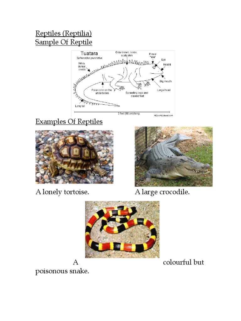 Reptiles (Reptilia) Sample of Reptile | PDF