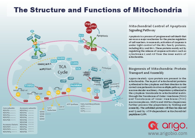 Structure and Functions of Mitochondria Poster PDF | PDF ...