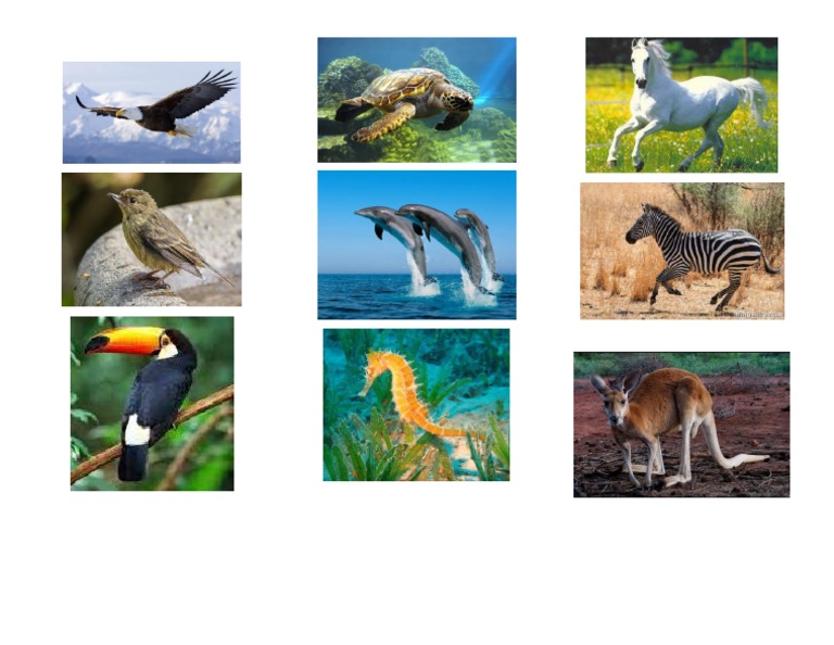 Animales Que Vuelan, Viven en El Agua y La Tierra | PDF