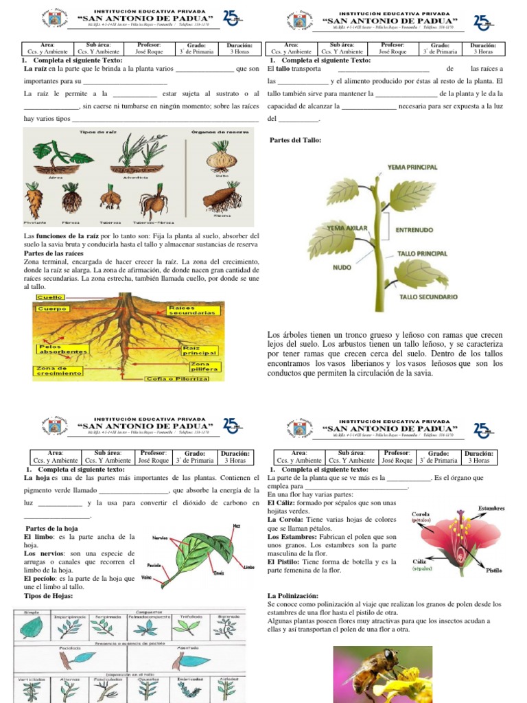 Ficha La Raíz y El Tallo | PDF | Tallo de la planta | Flores