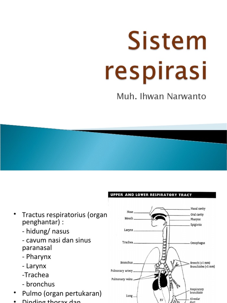 Anatomi Sistem Respirasi | PDF | Human Head And Neck | Respiratory System
