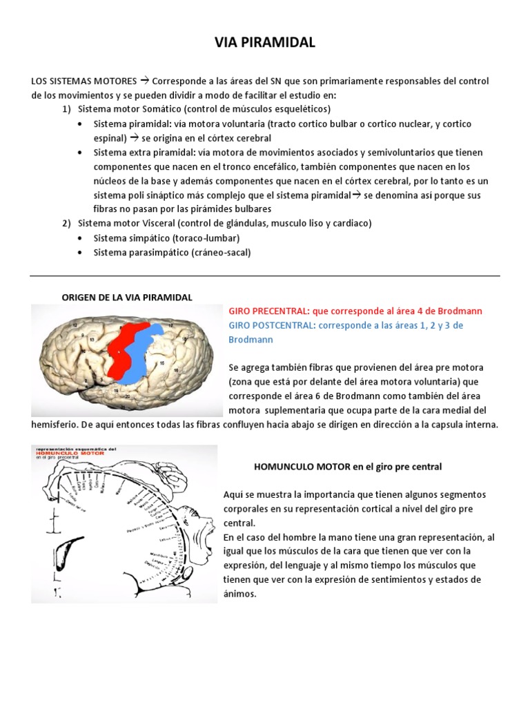 Via Piramidal y Extrapiramidal | PDF | Médula espinal | Cerebro