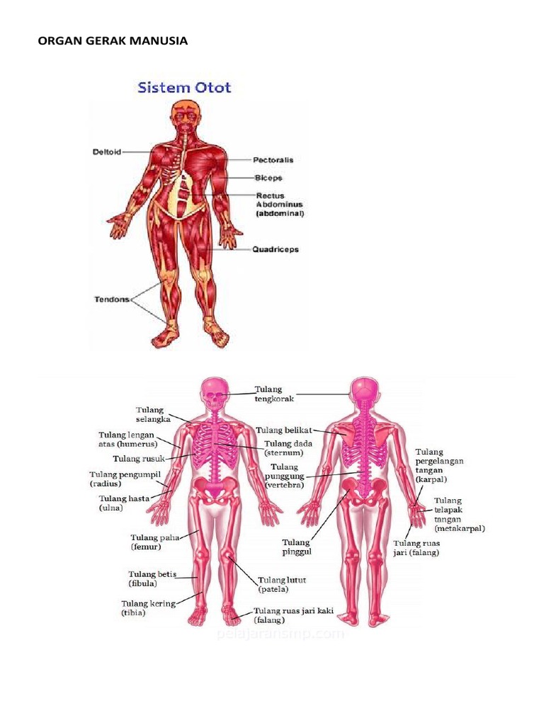 Sistem Organ Gerak Manusia | PDF | Religion & Spirituality