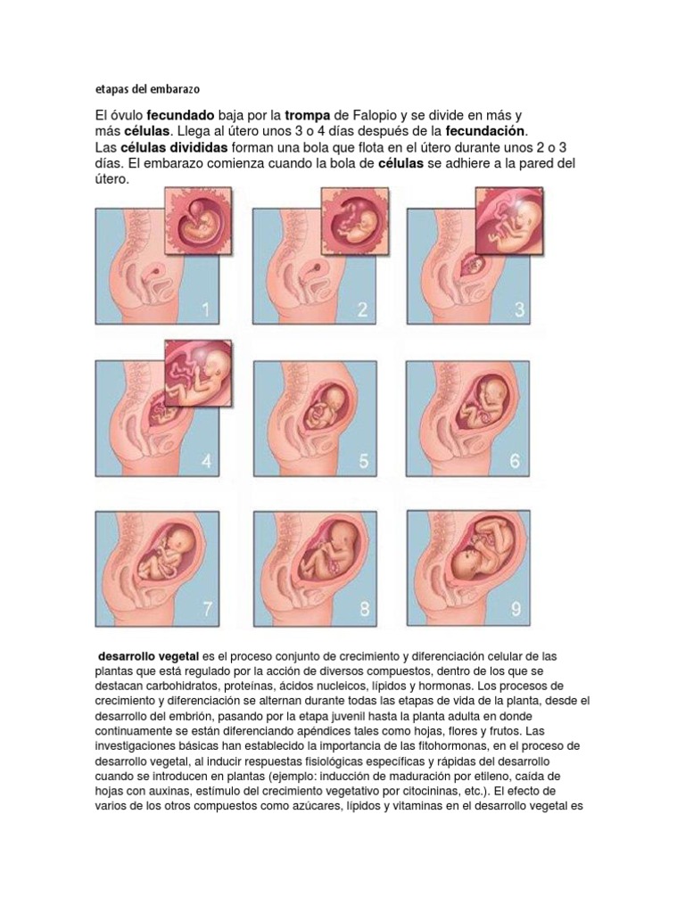 Etapas Del Embarazo | PDF