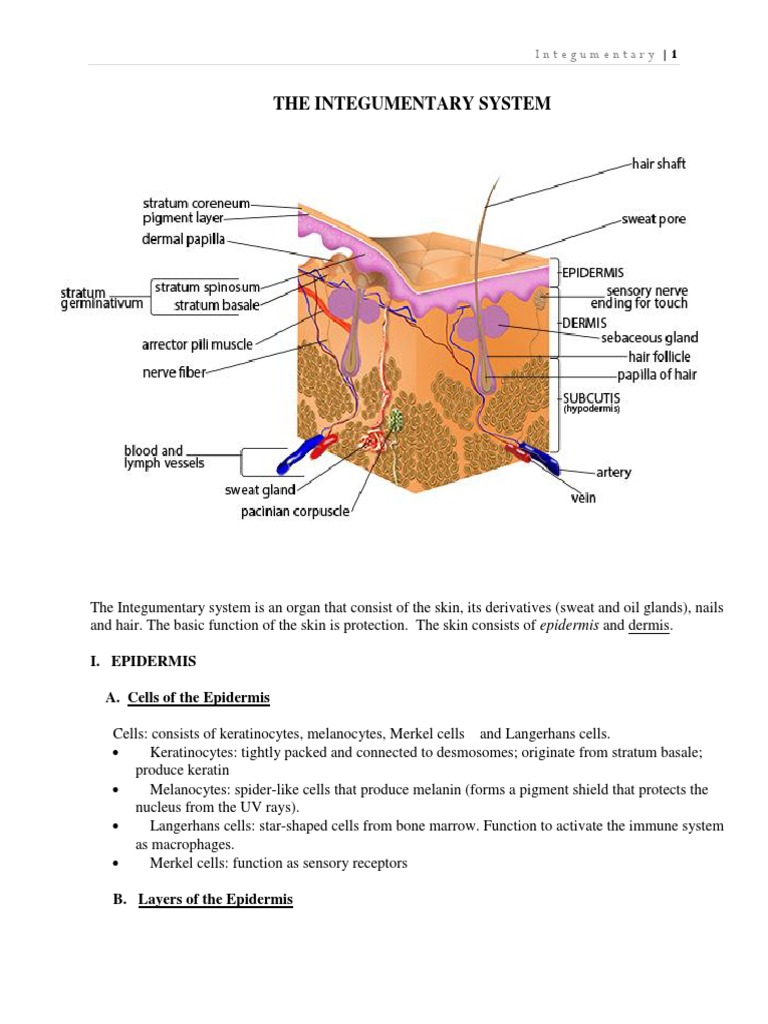 The Structure and Functions of the Integumentary System: An Overview of ...