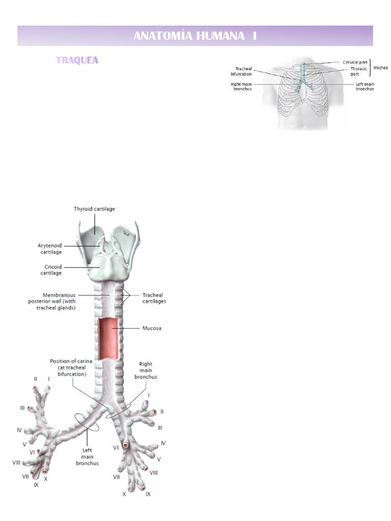 Traquea Anatomia | PDF