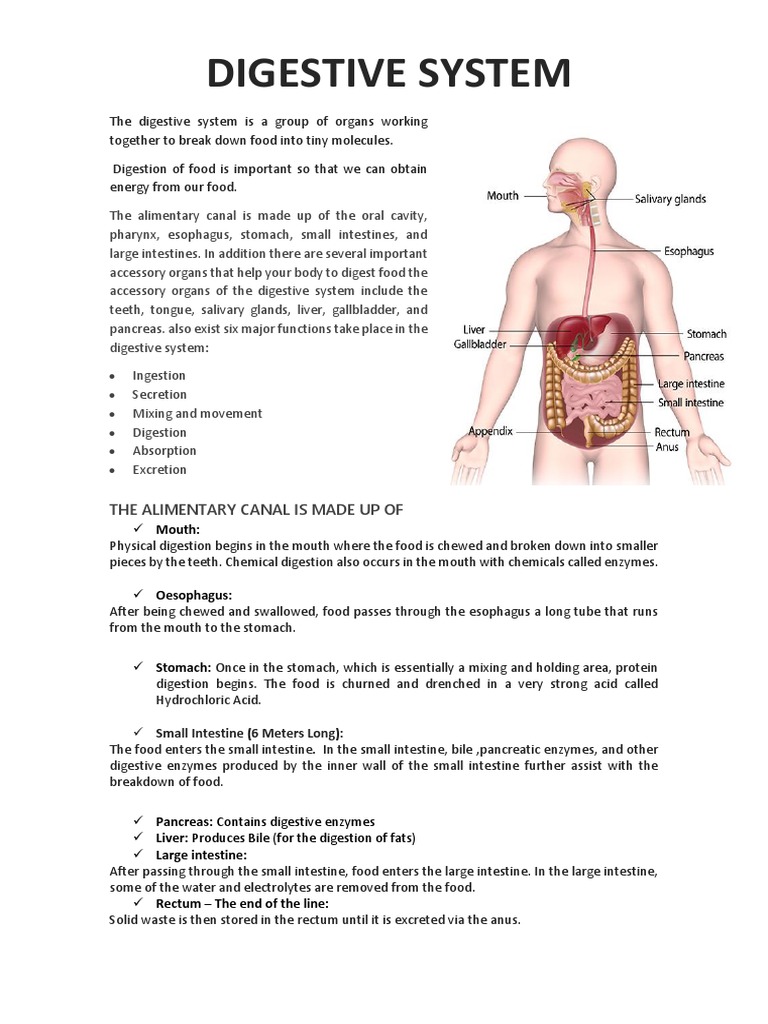 Digestive System | PDF