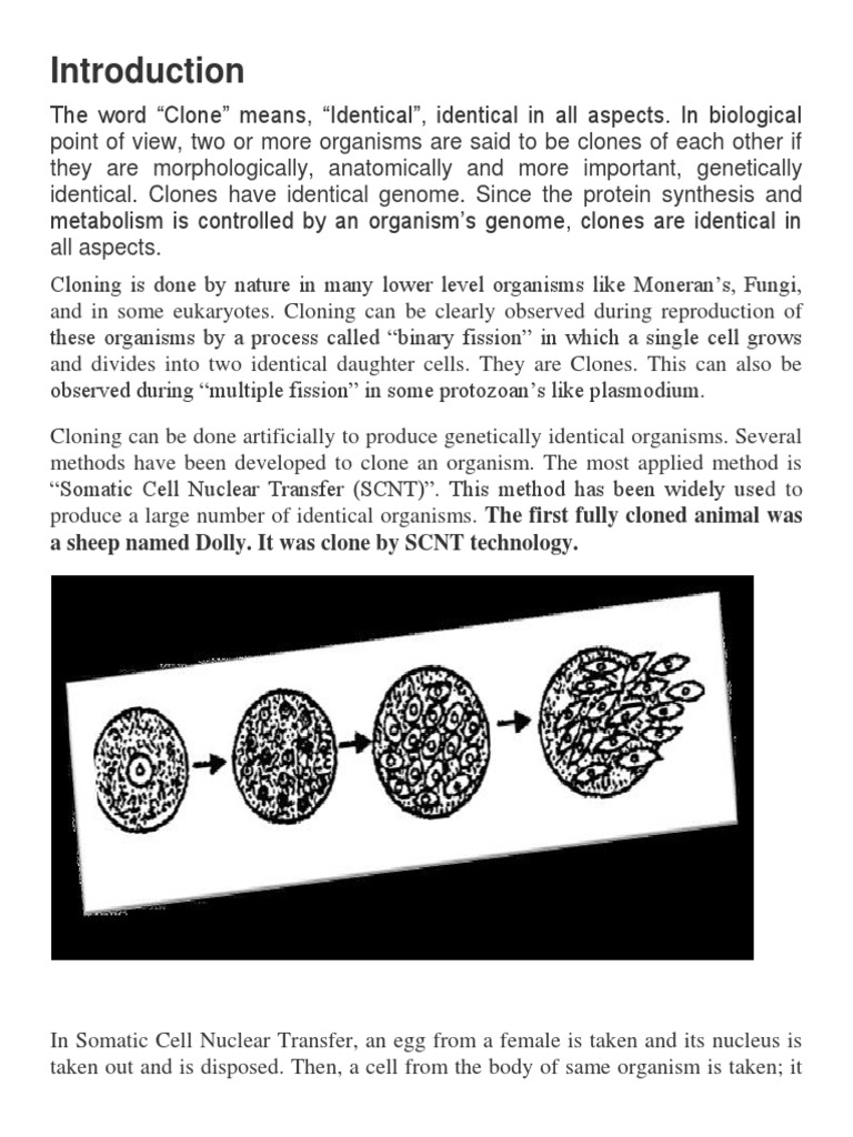 A Sheep Named Dolly. It Was Clone by SCNT Technology | PDF | Cloning ...