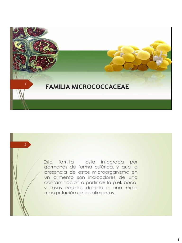 Cap 10 Familia Micrococcaceae | Staphylococcus Aureus | Estafilococo