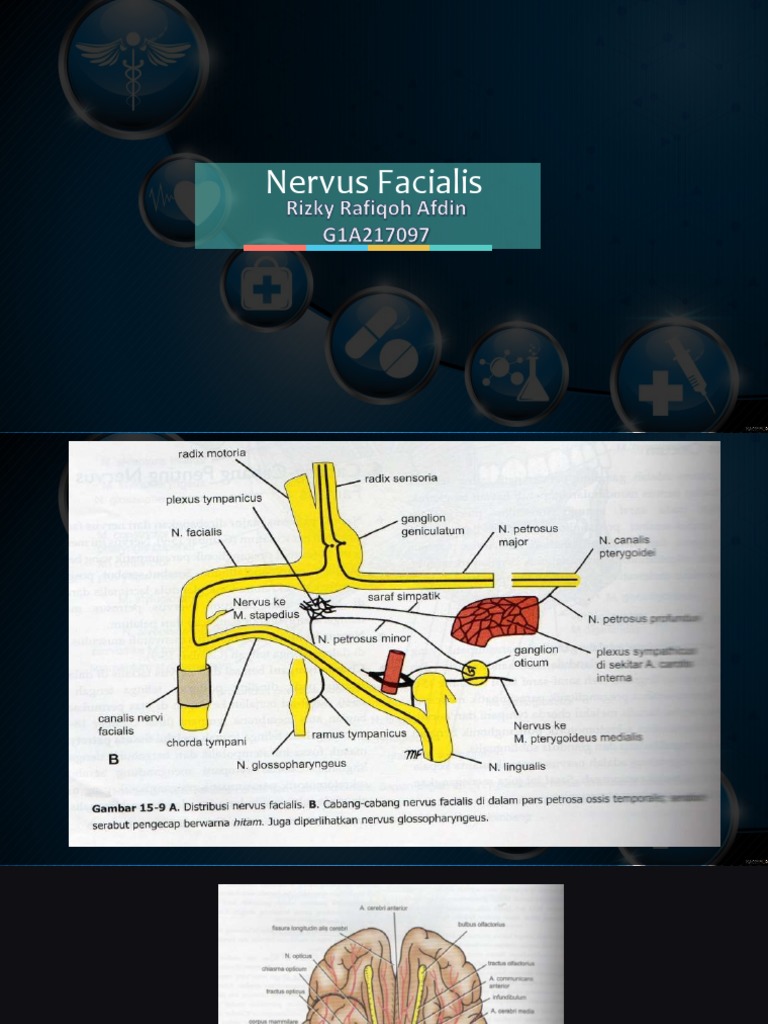 Cabang dan Fungsi Nervus Facialis | PDF