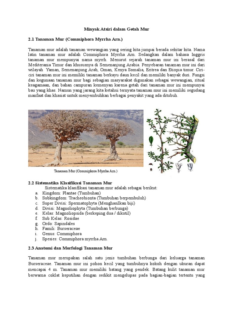 Minyak Atsiri Dalam Getah Mur | PDF