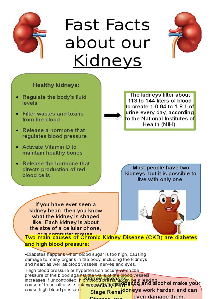 Fast Facts About Our Kidneys | PDF | Kidney | Chronic Kidney Disease