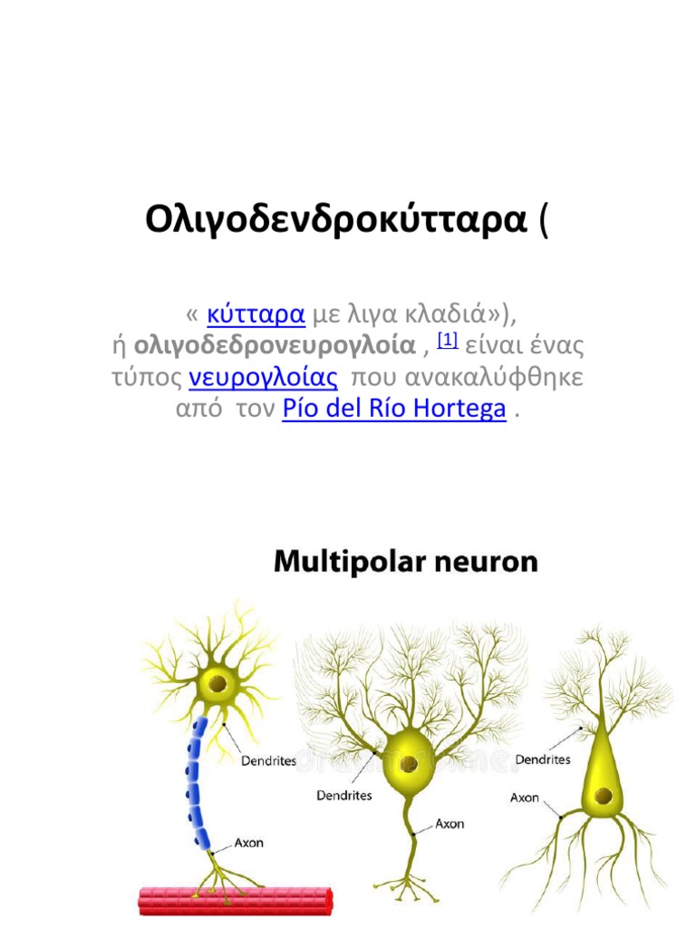 Ολιγοδενδροκύτταρα | PDF