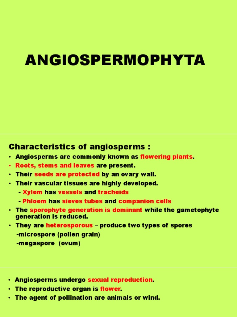 Angiospermophyta | PDF | Plants | Branches Of Botany