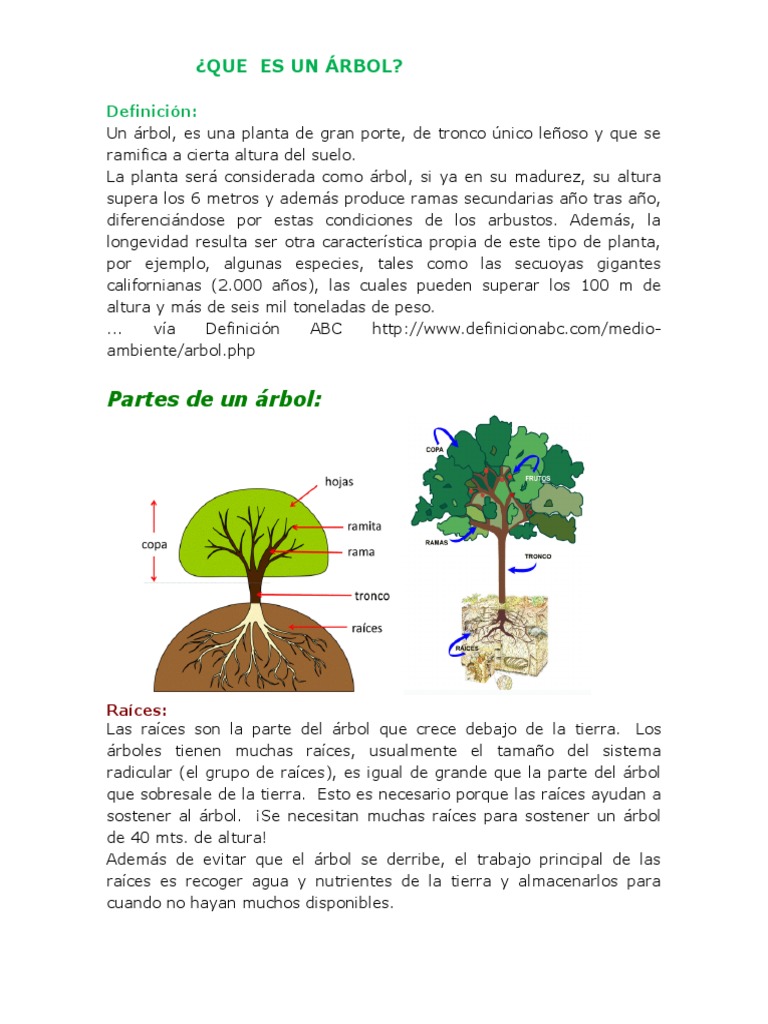 Anatomía De La Rama Del árbol Laboratorio De Anatomía De La Madera