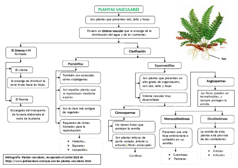 Diagrama De Plantas Vasculares Y No Vasculares
