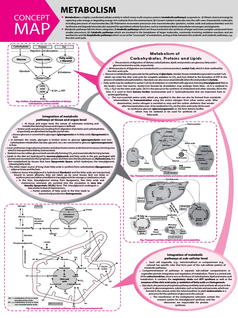 Concept Map - Biology - 2018 - July | PDF | Metabolic Pathway | Metabolism