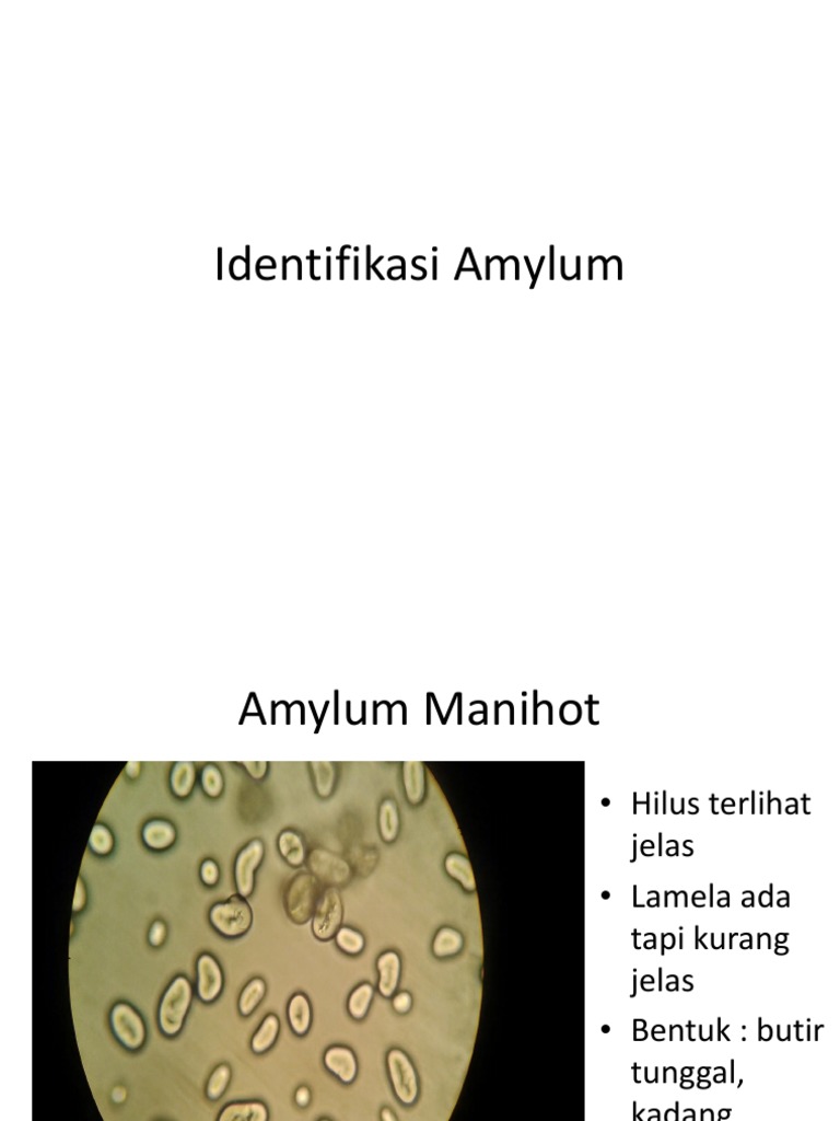 Identifikasi Amylum | PDF
