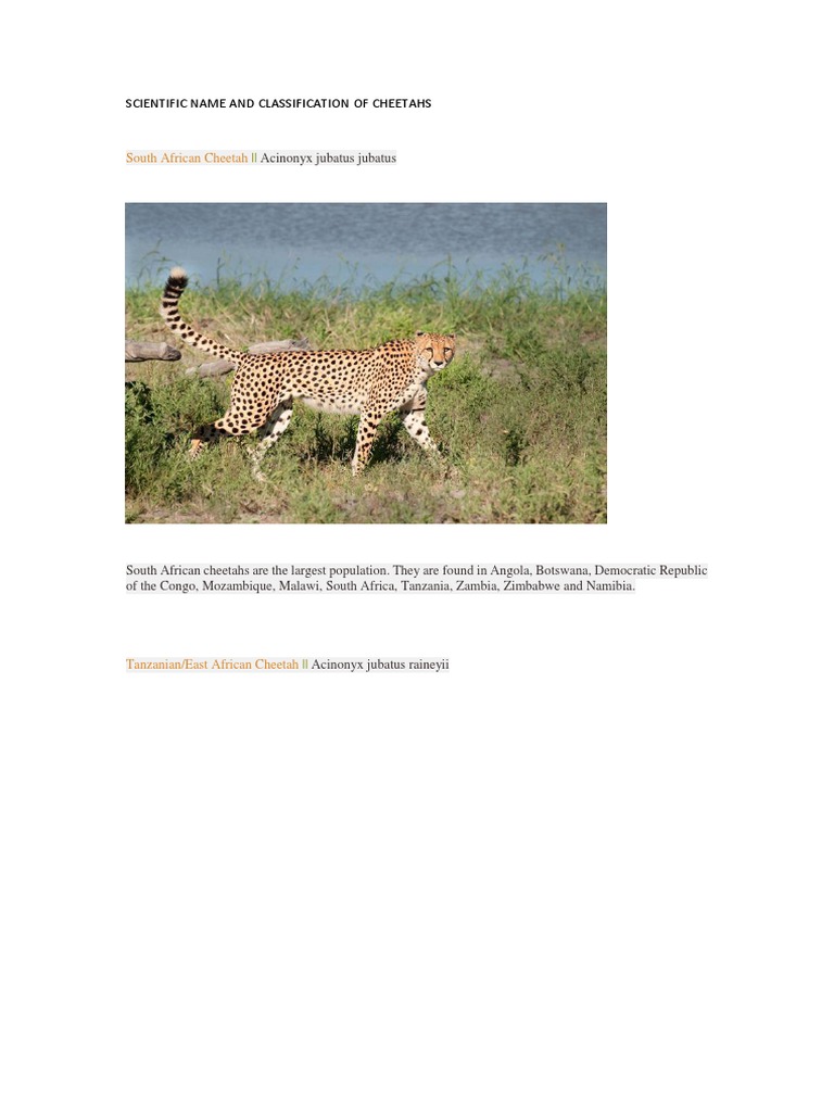 Scientific Name and Classification of Cheetahs | Download Free PDF ...