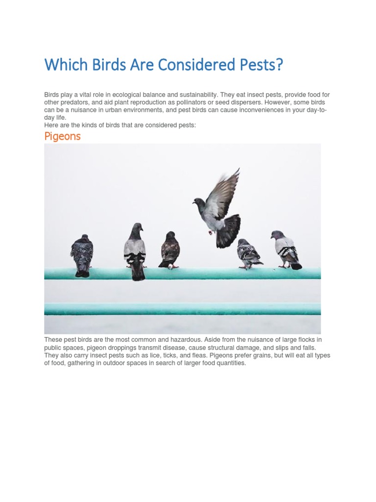Common Urban Pest Birds Explained | PDF | Birds | Paravians