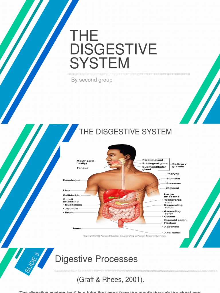 THE Disgestive System: by Second Group | PDF | Gastrointestinal Tract ...