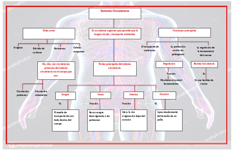 Función Del Sistema Circulatorio Pdf Sistema Circulatorio Sangre