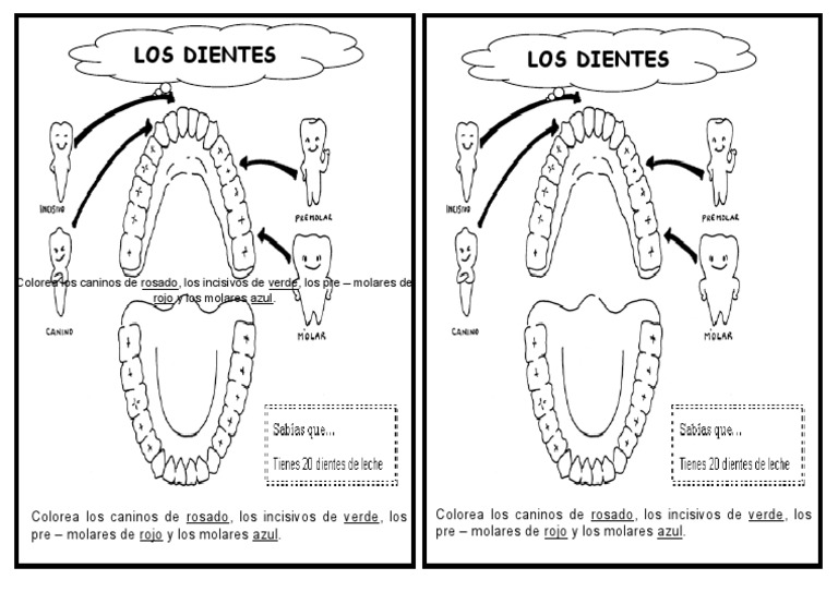 Los Dientes | PDF