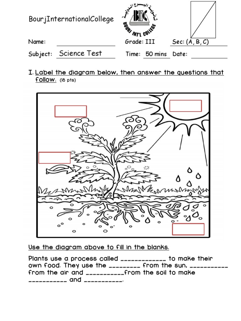 Photosynthesis and Food Chains Test | PDF | Predation | Foods