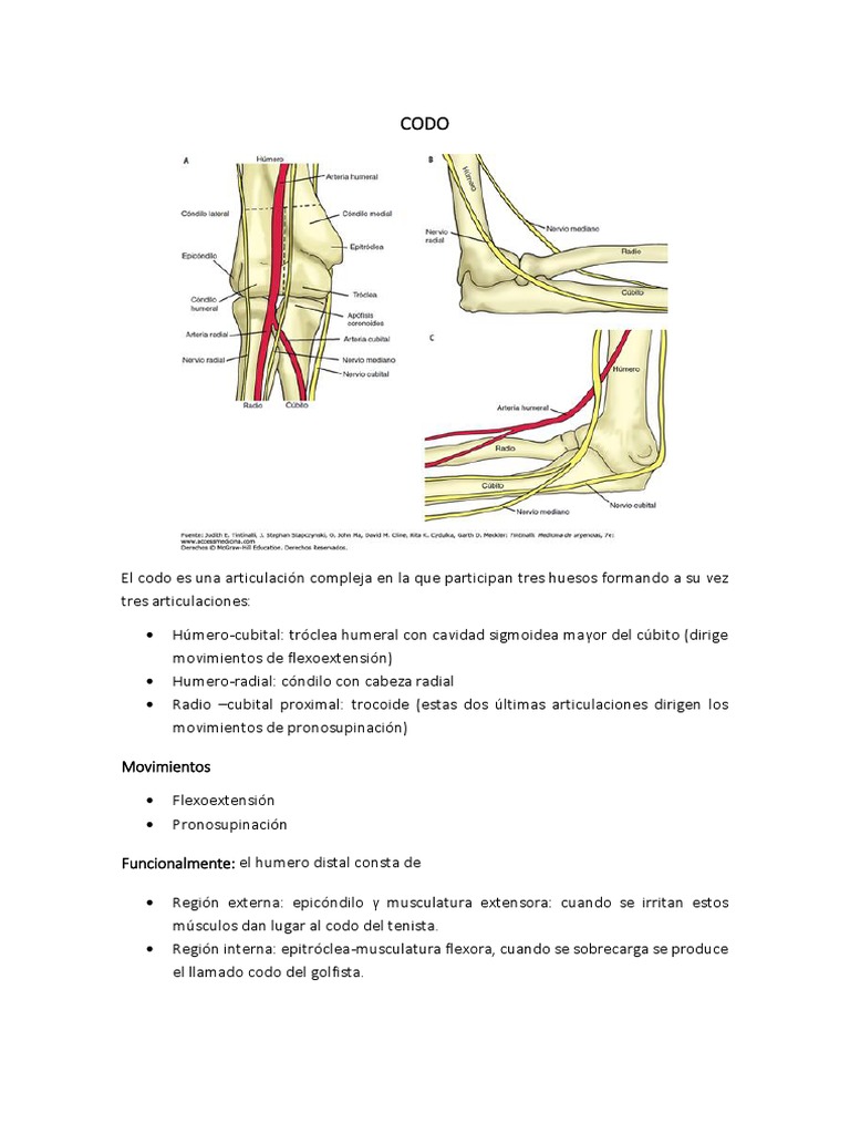 Codo | PDF | Codo | Sistema esquelético