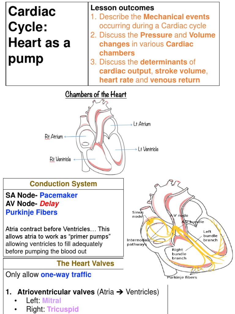 Cardiac Cycle Notes | PDF | Heart Valve | Ventricle (Heart)