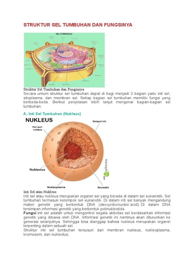 Struktur Sel Tumbuhan Dan Fungsinya | PDF | Kesehatan Holistik