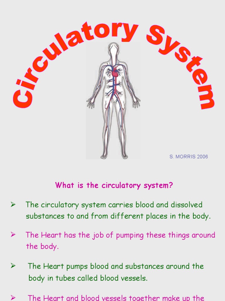 Circulatory System | PDF | Circulatory System | Heart