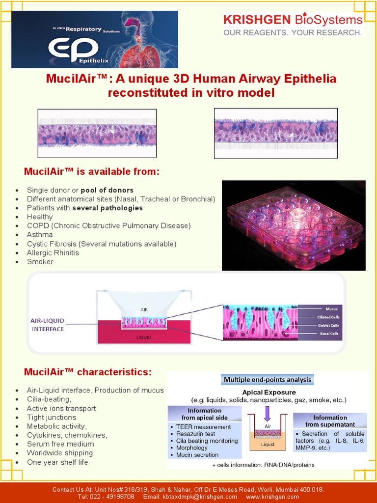 Epithelix Flyers | PDF | Respiratory Tract | Respiratory Diseases