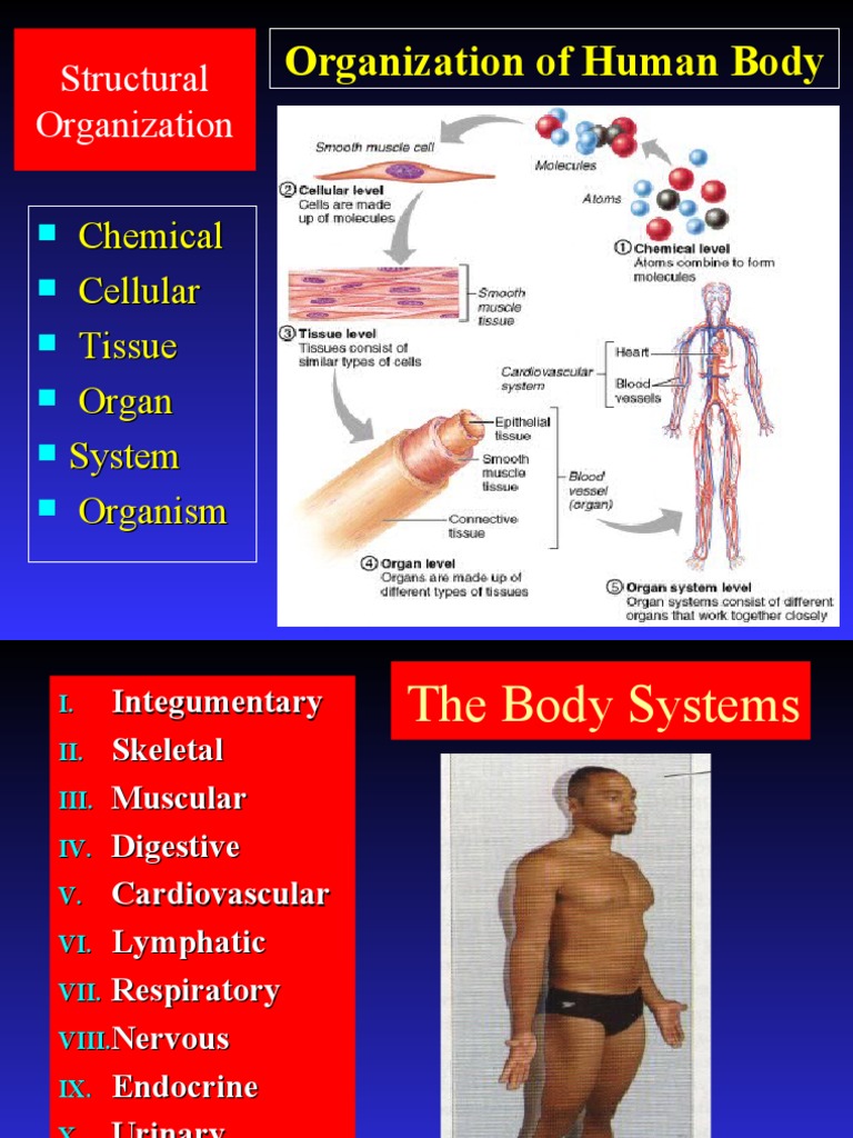 Human Body Structure and Systems Overview | PDF | Anatomical Terms Of ...