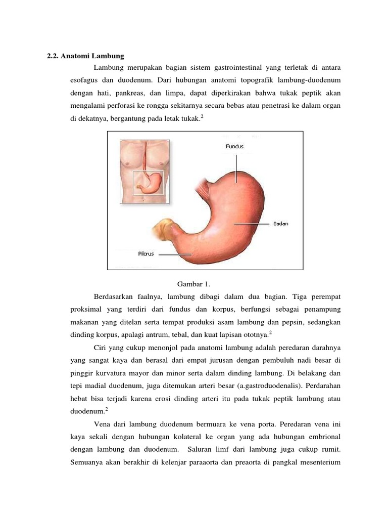 Anatomi dan Fisiologi Lambung Manusia | PDF