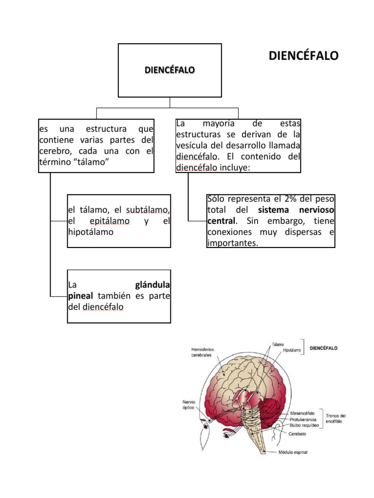 Dien Cefalo | PDF | Hipotálamo | Glándula pituitaria