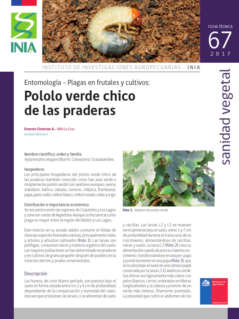 Ficha 67 Pololo Verde Chico de Las Praderas | PDF | Larva | Suelo