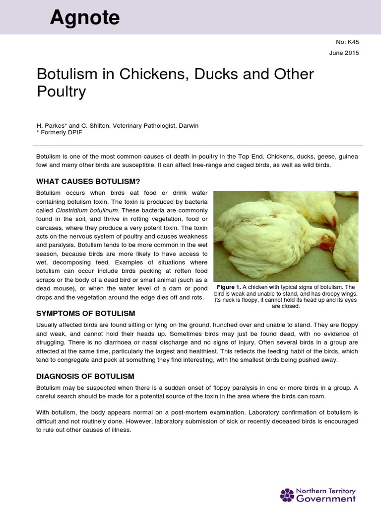 Botulism in Chickens Ducks and Others | PDF | Poultry | Birds