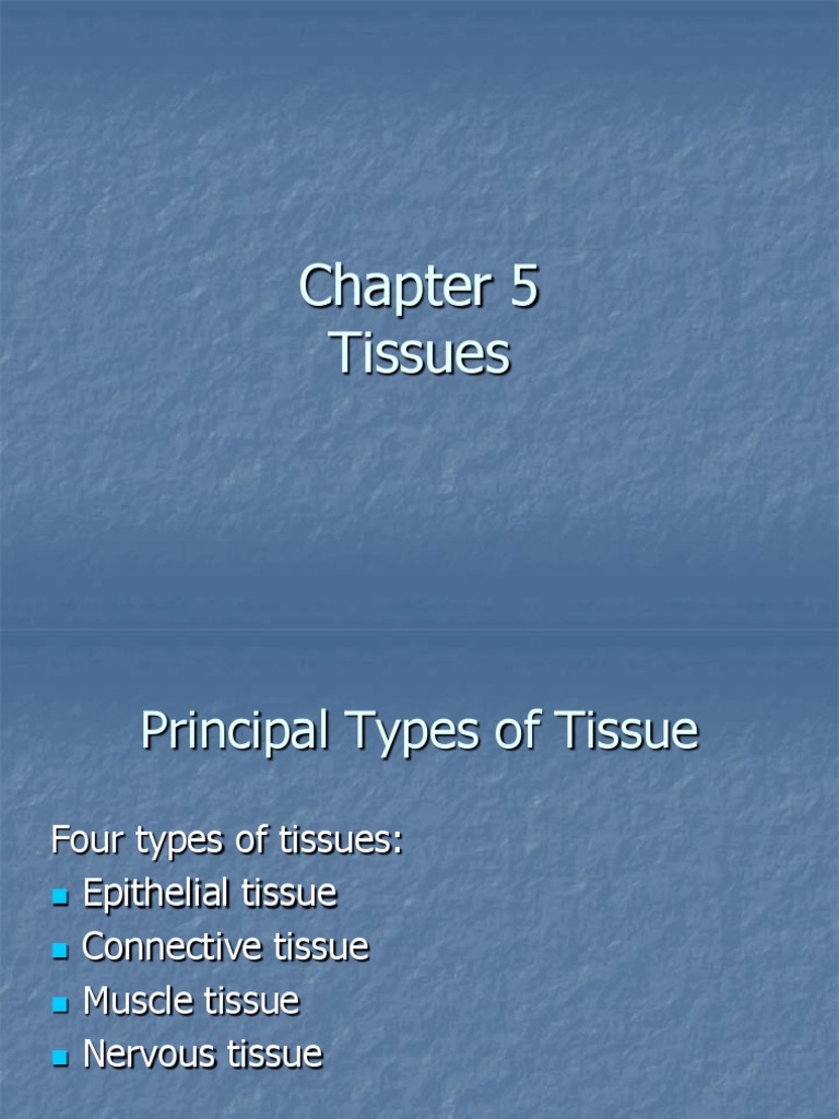 Chapter 5 Anatomy and Physiology | PDF | Epithelium | Extracellular Matrix